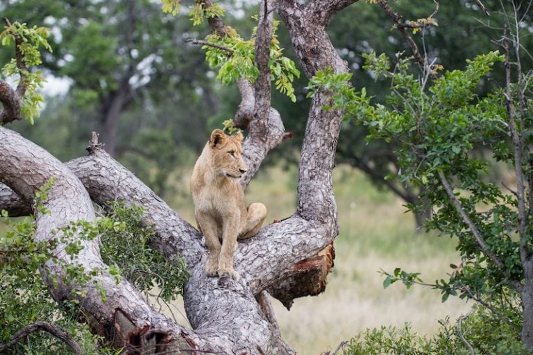 Kruger National Park - The Ultimate Guide - Safaris Down South