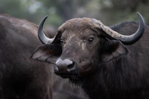 What is a Big 5 Safari? Everything You Need To Know - Safaris Down South